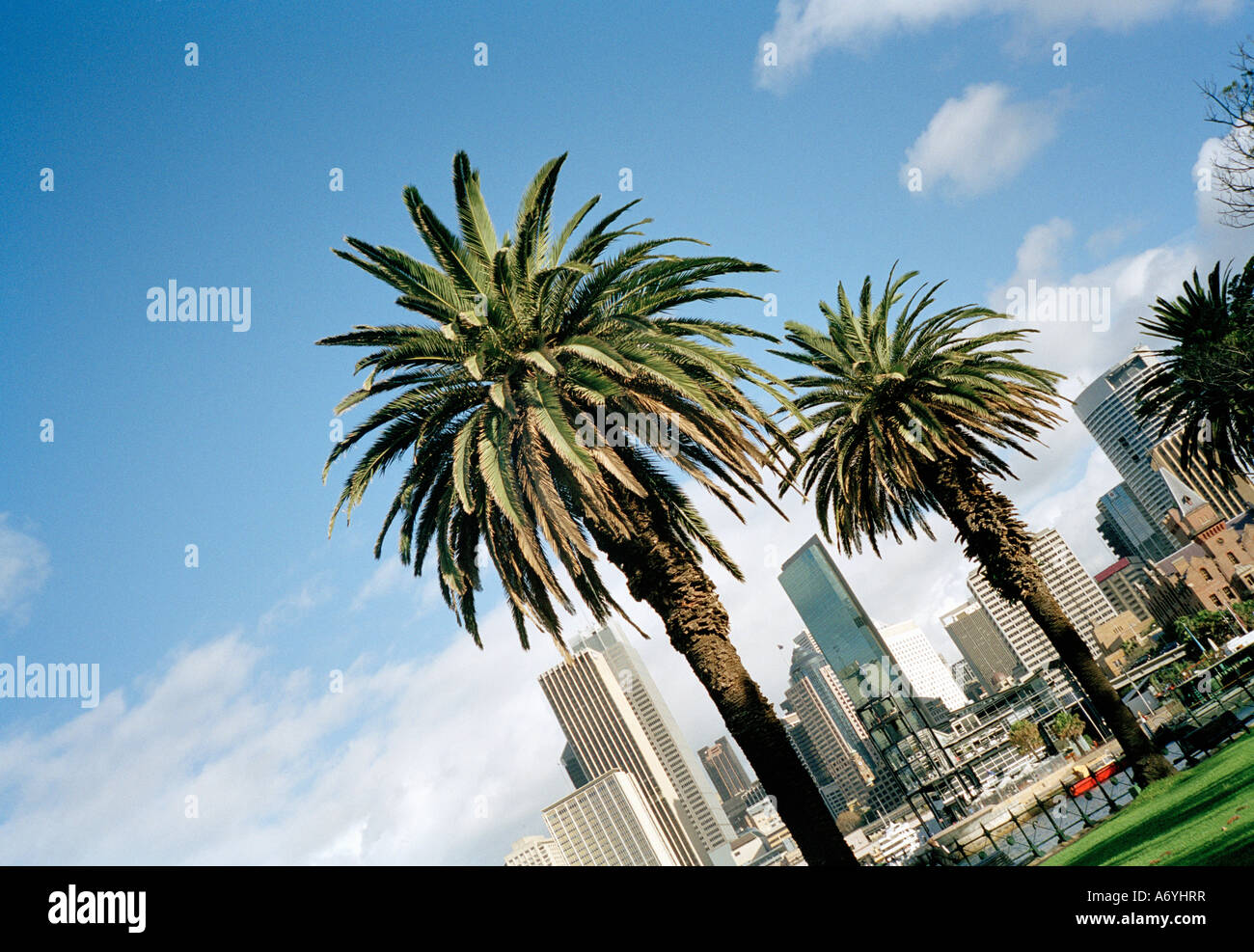 Tilted palm trees hi-res stock photography and images - Alamy