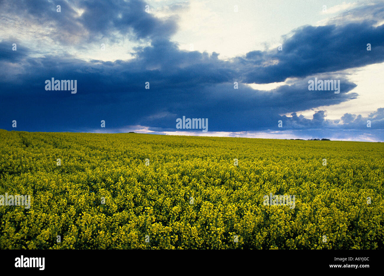 Landscape format image of a yellow rapeseed field and blue cloud filled ...