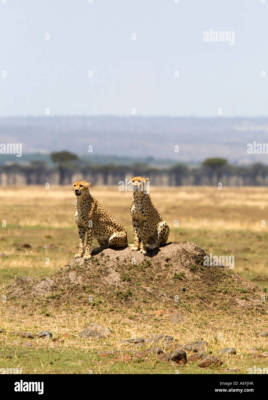Two cheetahs sitting on a rock Stock Photo - Alamy