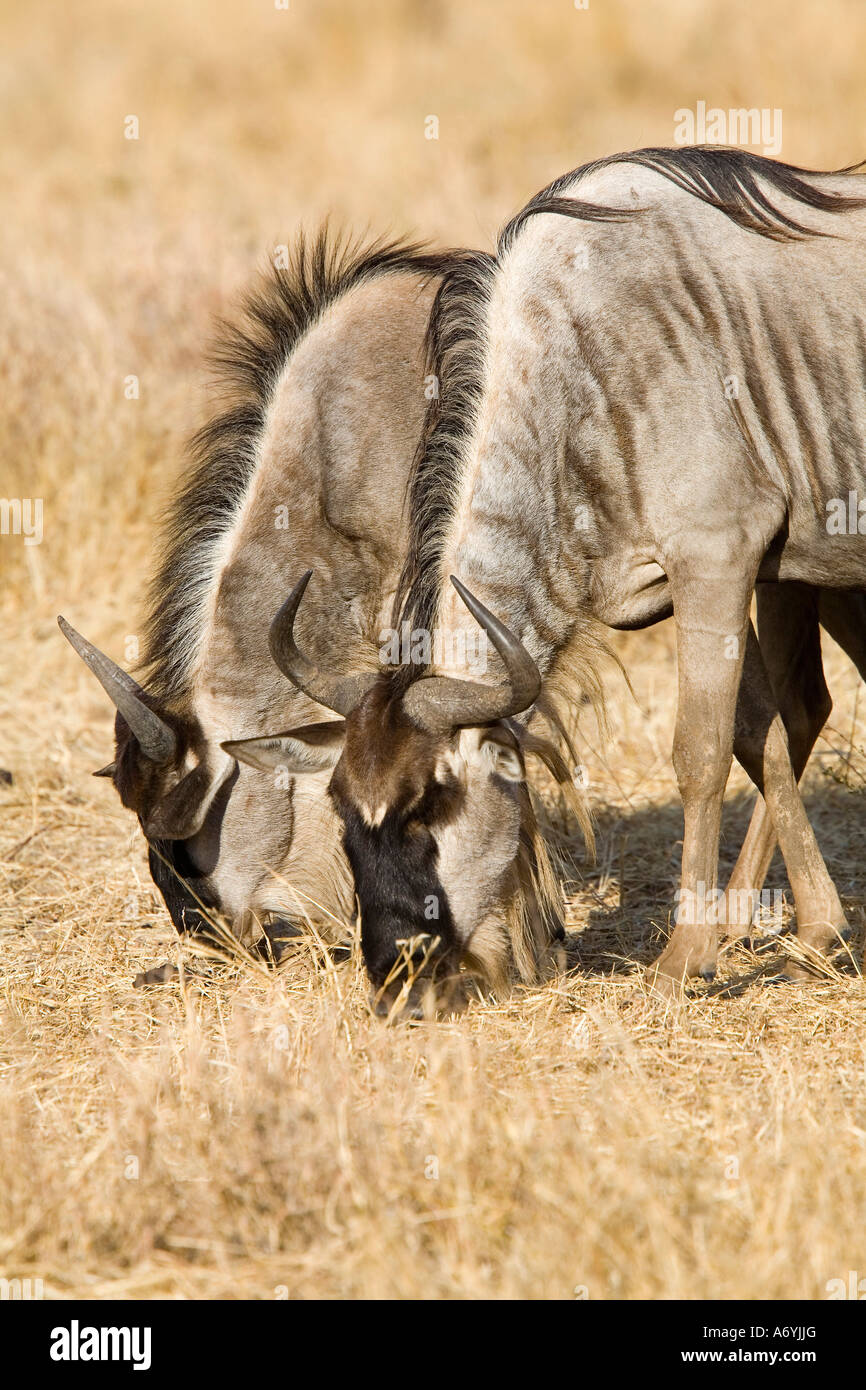 Two wildebeest feeding Stock Photo - Alamy