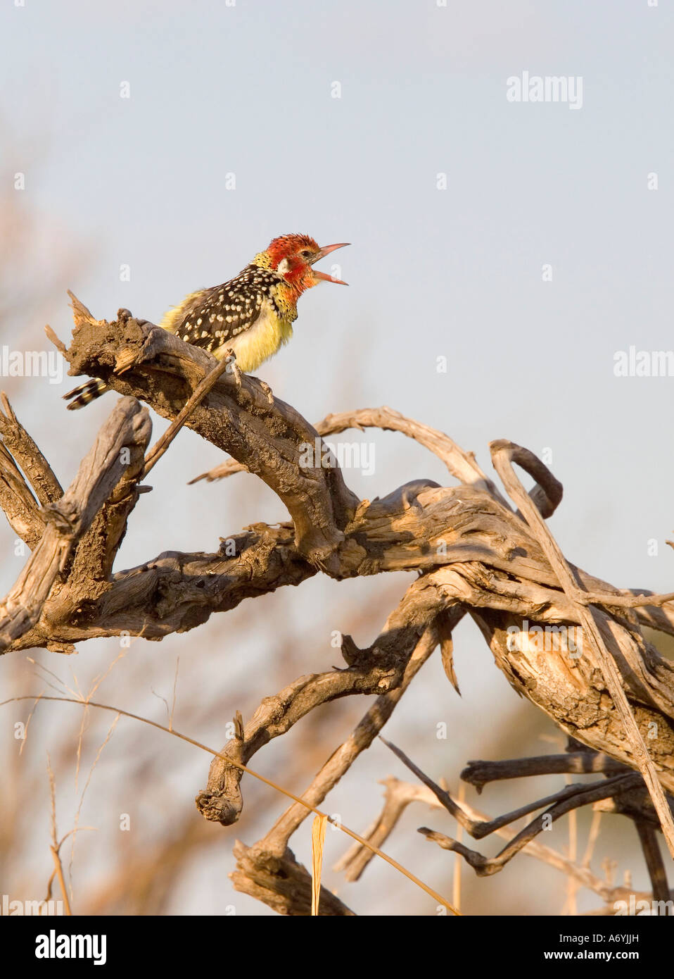 A bird calling Stock Photo - Alamy