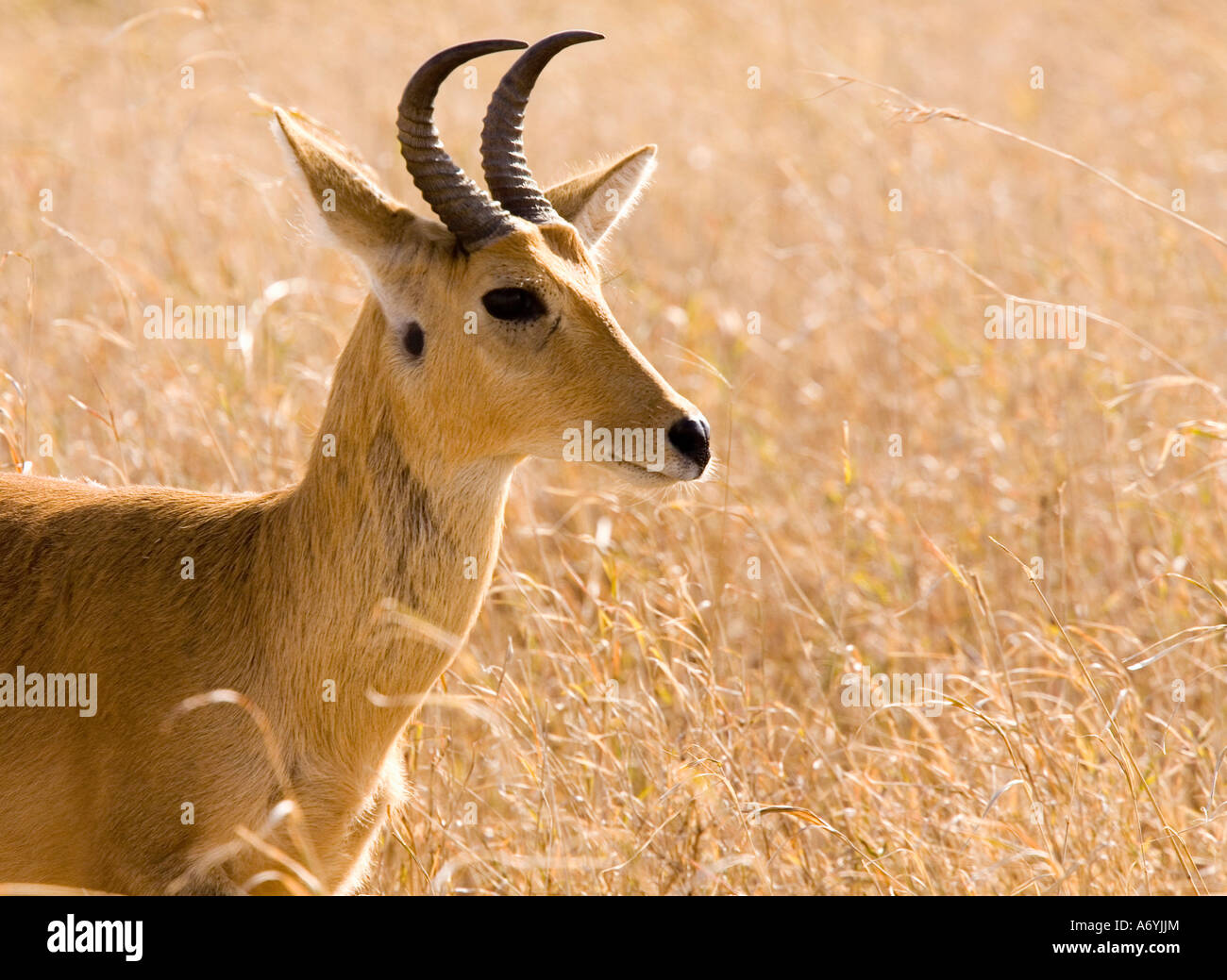 An antelope resting Stock Photo - Alamy