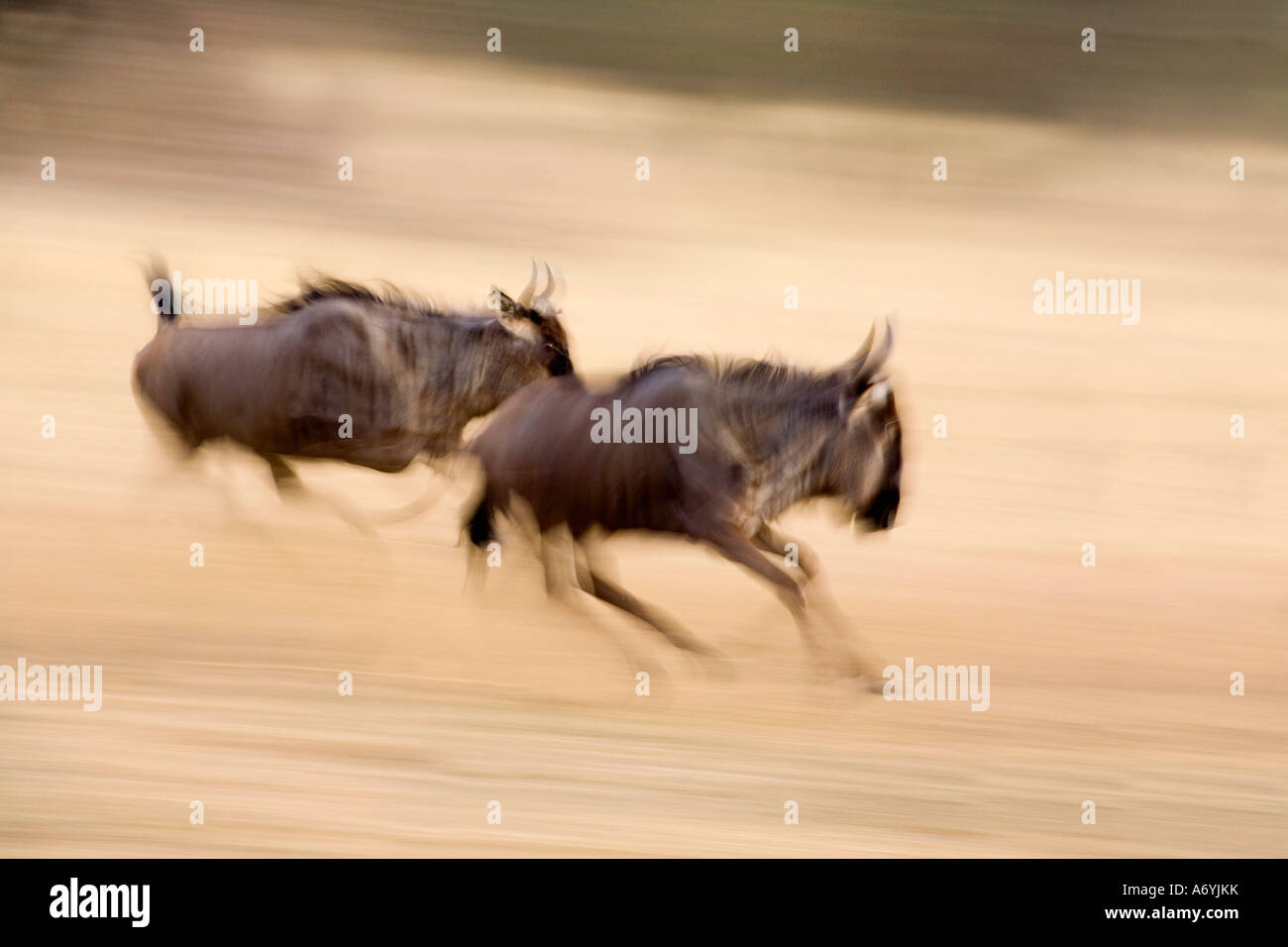 Two wildebeest running Stock Photo - Alamy
