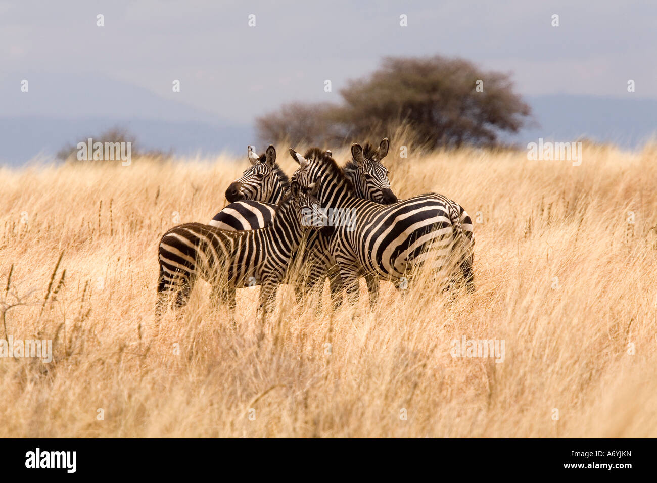 A zebra family Stock Photo - Alamy