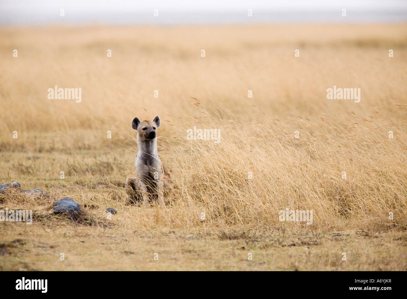 Hyena sitting in grass hi-res stock photography and images - Alamy