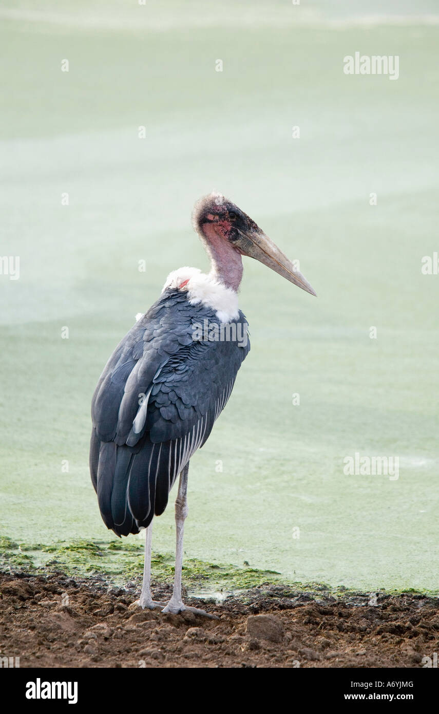 A Marabou Stork Stock Photo - Alamy