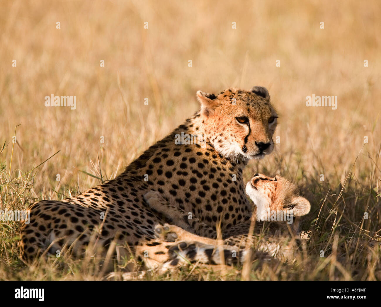 A cheetah with its cub Stock Photo - Alamy