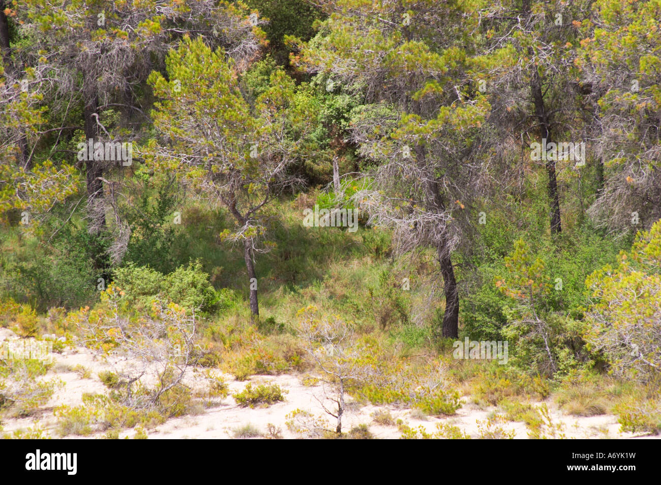 Domaine Clos Marie. Pic St Loup. Languedoc. Garrigue undergrowth ...