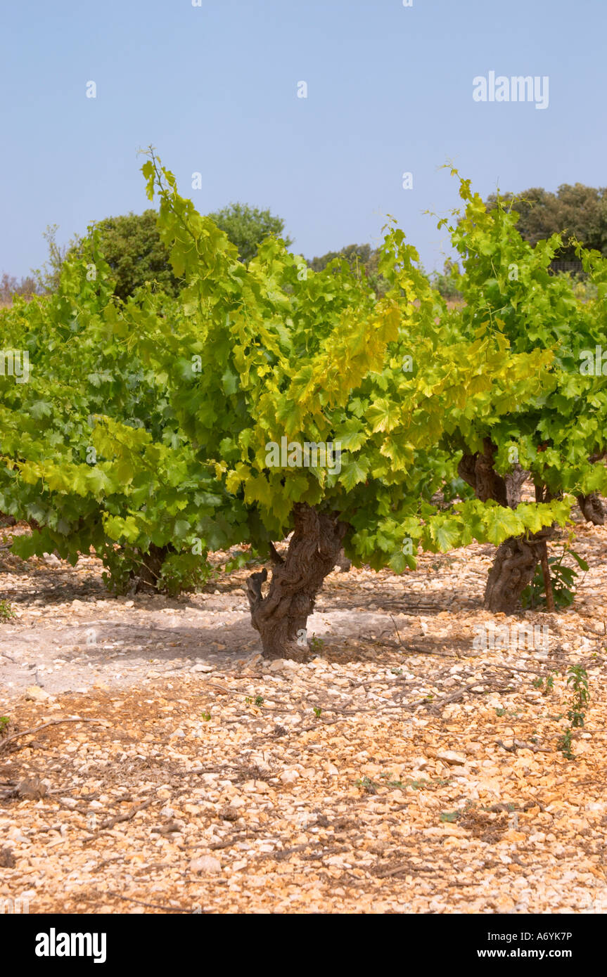 Domaine l'Aigueliere. Montpeyroux. Languedoc. Old, gnarled and twisting ...