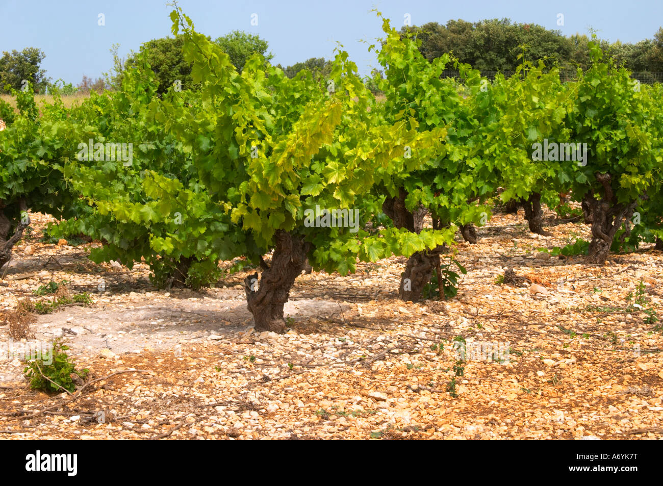Domaine l'Aigueliere. Montpeyroux. Languedoc. Old, gnarled and twisting ...