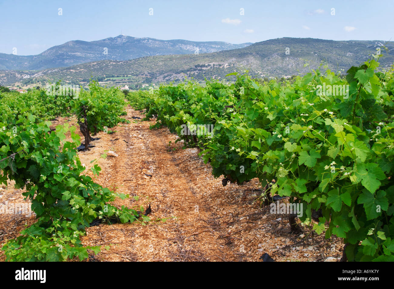 Domaine l'Aigueliere. Montpeyroux. Languedoc. Syrah grape vine variety ...