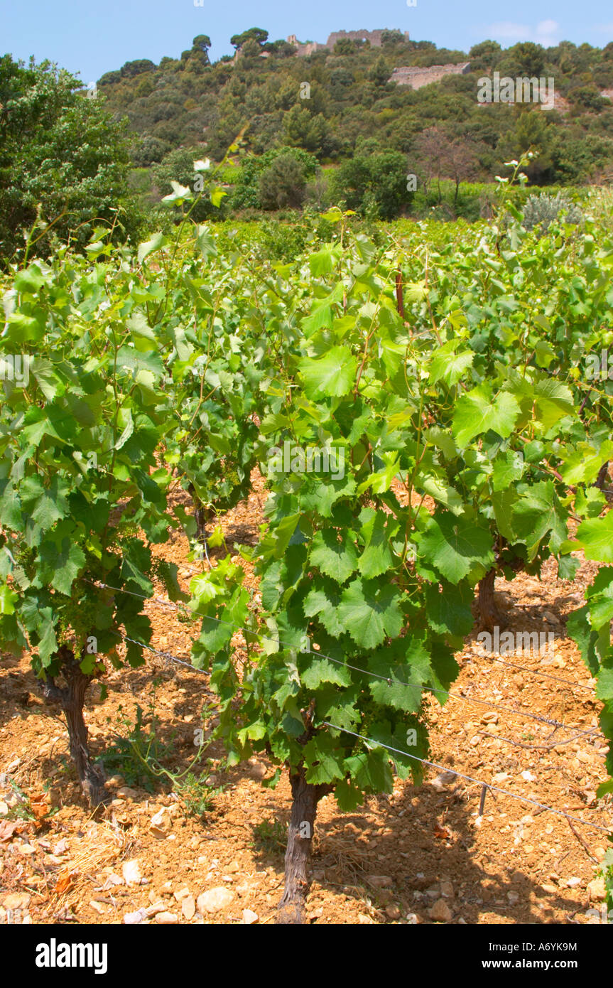 Domaine d'Aupilhac. Montpeyroux. Languedoc. Vines trained in Gobelet ...