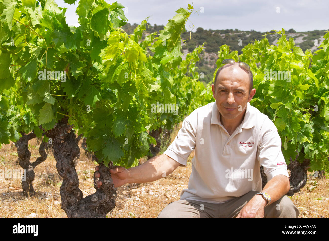 Sylvain Fadat Domaine d'Aupilhac. Montpeyroux. Languedoc. Vines trained ...