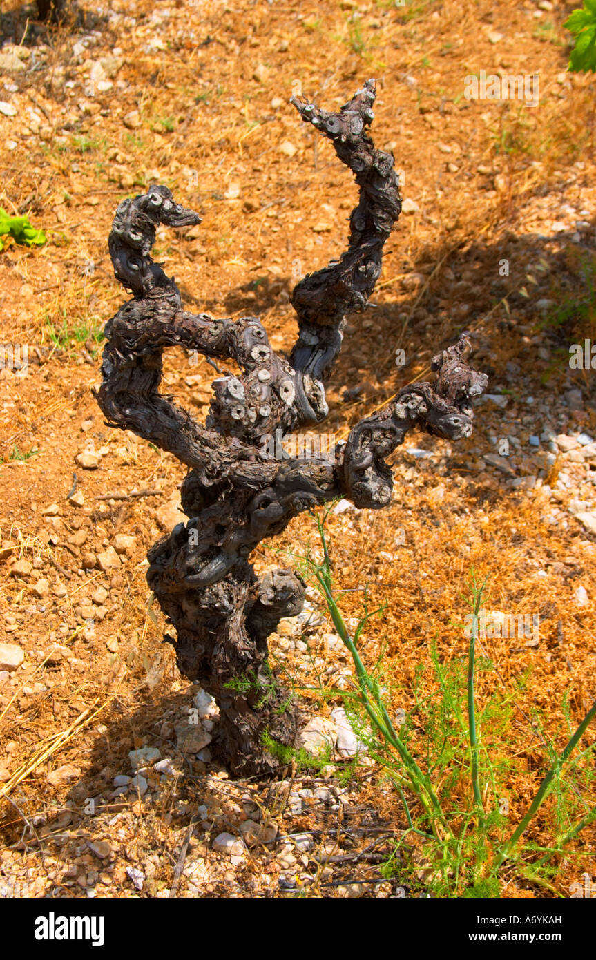 Domaine d'Aupilhac. Montpeyroux. Languedoc. Vines trained in Gobelet ...