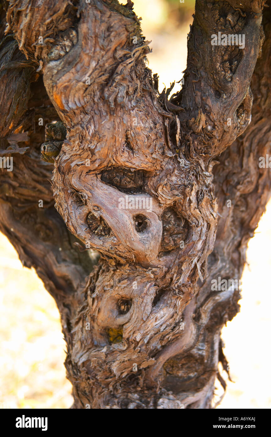 Vineyard old vine gobelet trained hi-res stock photography and images ...