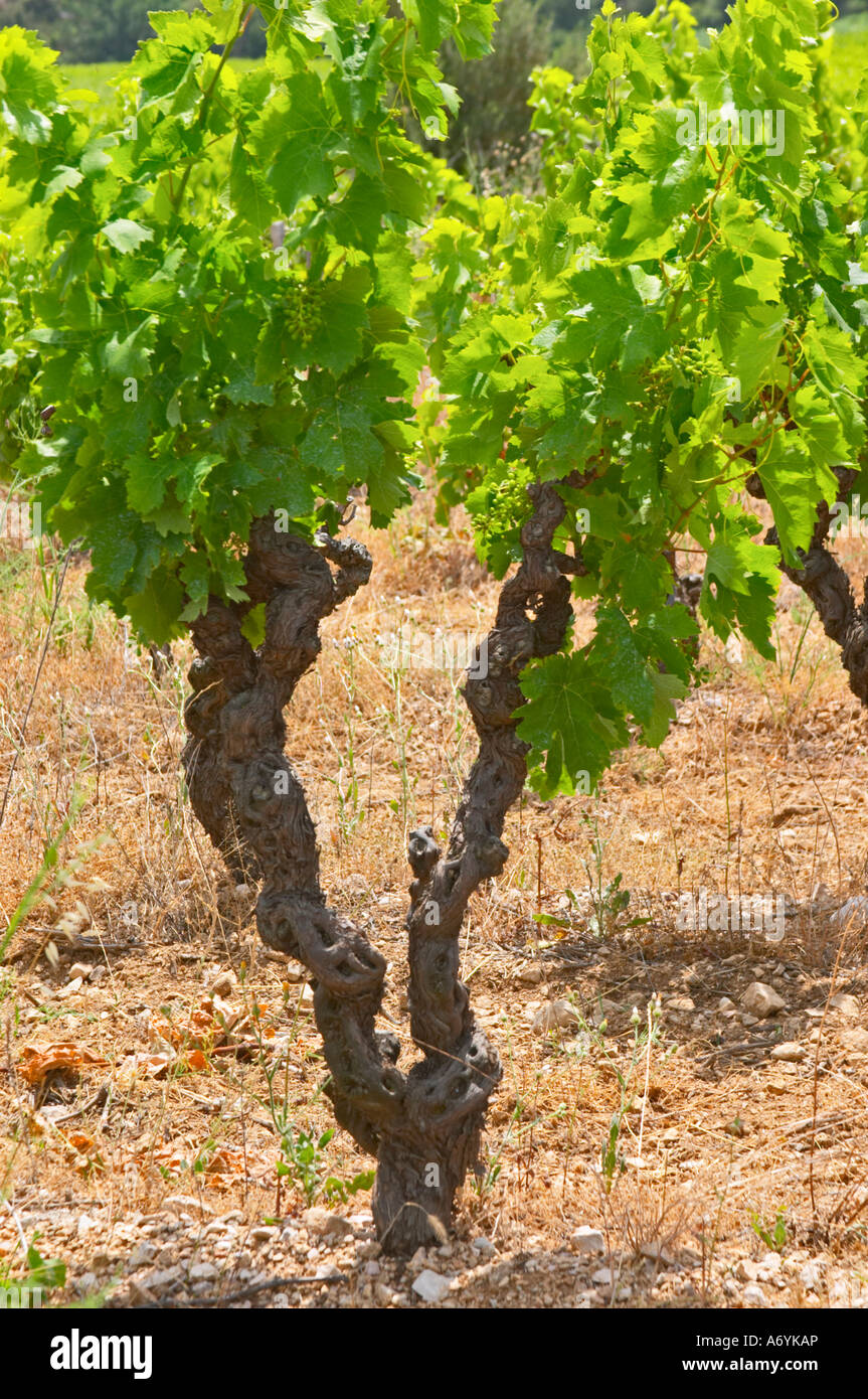 Domaine d'Aupilhac. Montpeyroux. Languedoc. Vines trained in Gobelet ...
