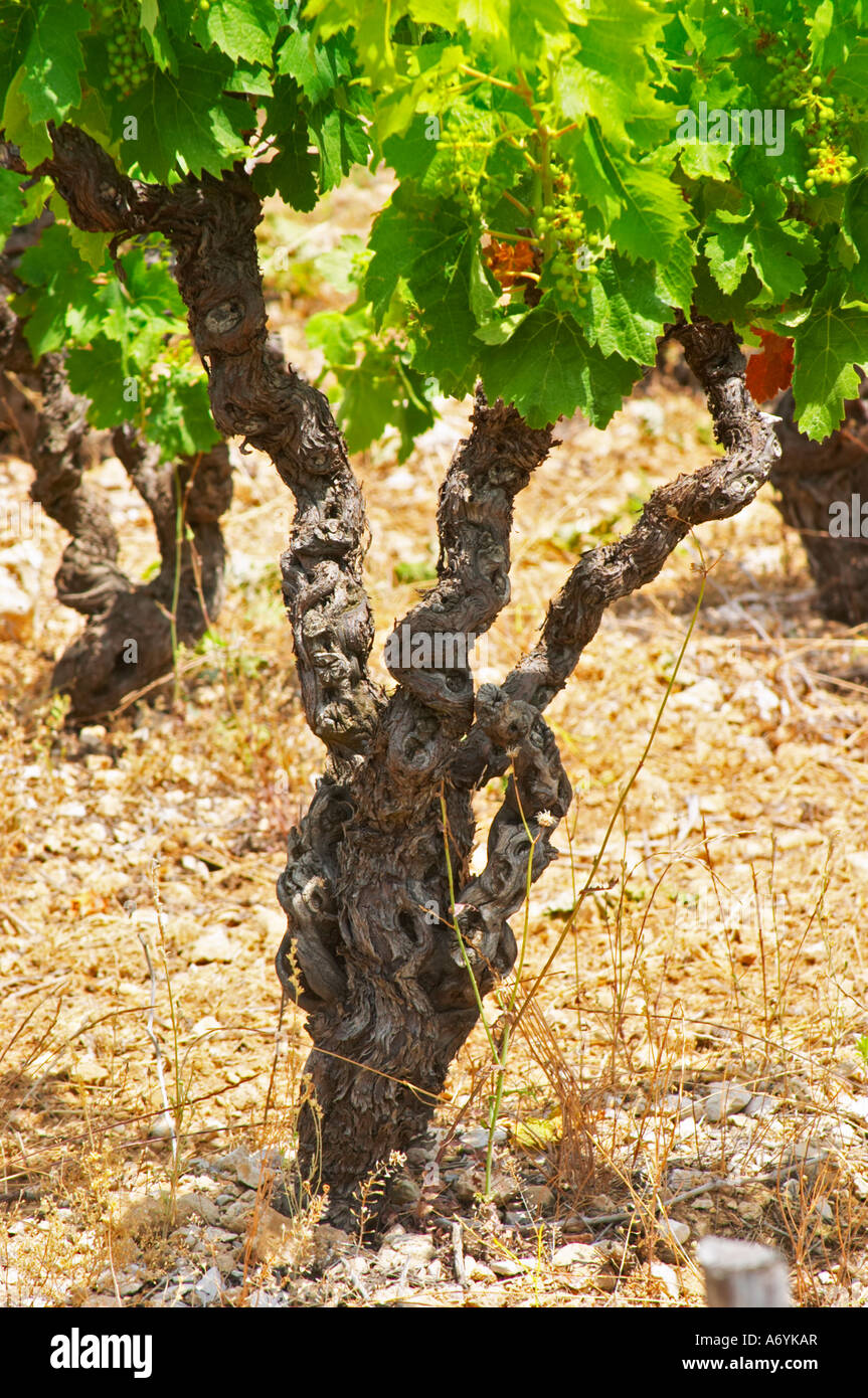 Vineyard old vine gobelet trained hi-res stock photography and images ...