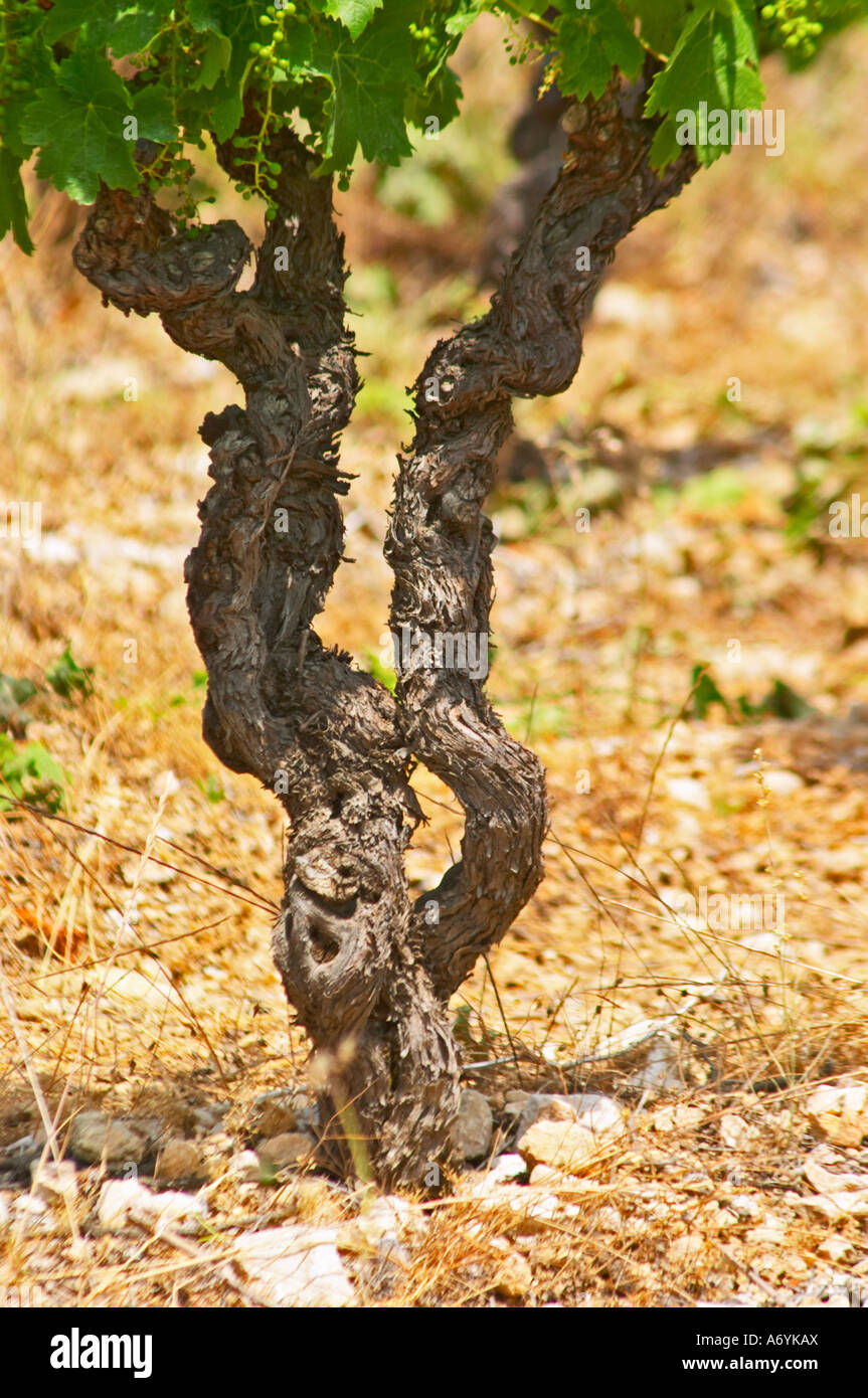 Domaine d'Aupilhac. Montpeyroux. Languedoc. Vines trained in Gobelet ...
