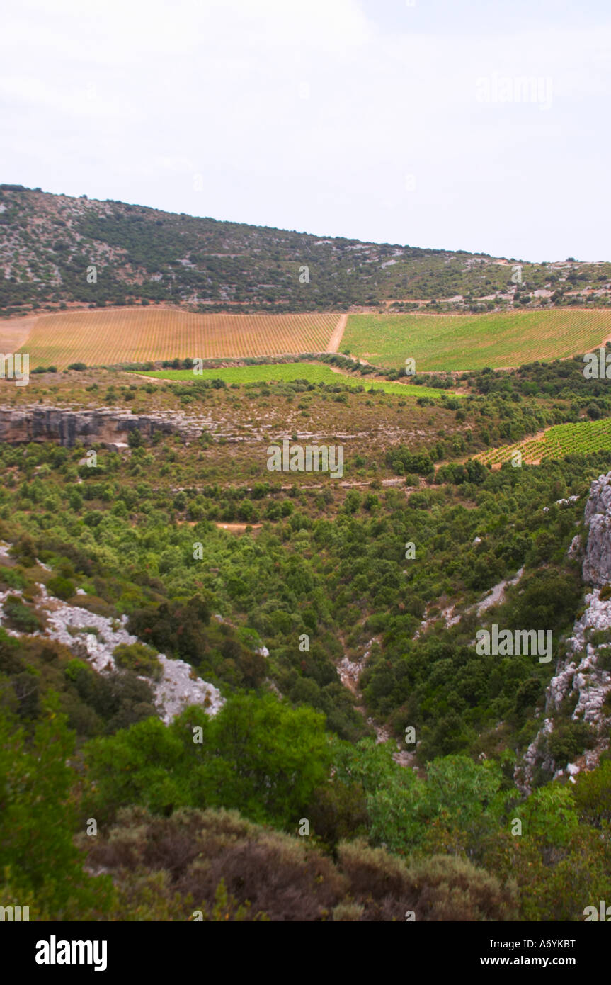 Domaine d'Aupilhac. Montpeyroux. Languedoc. Garrigue undergrowth ...
