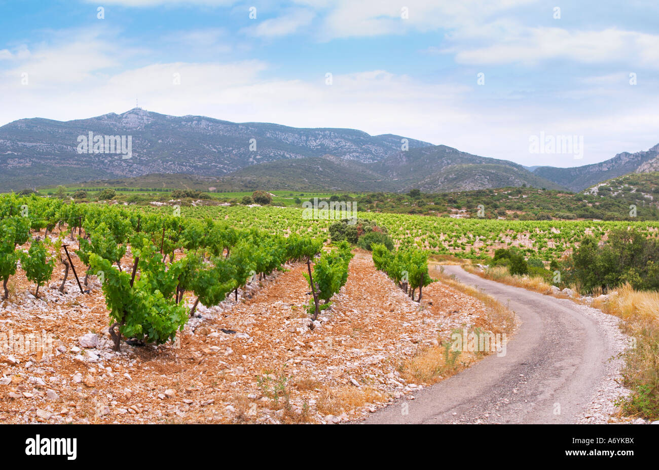 Domaine d'Aupilhac. Montpeyroux. Languedoc. Mont Baudile and the ...
