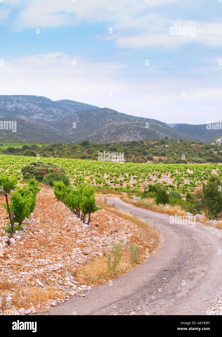 Domaine d'Aupilhac. Montpeyroux. Languedoc. Mont Baudile and the ...
