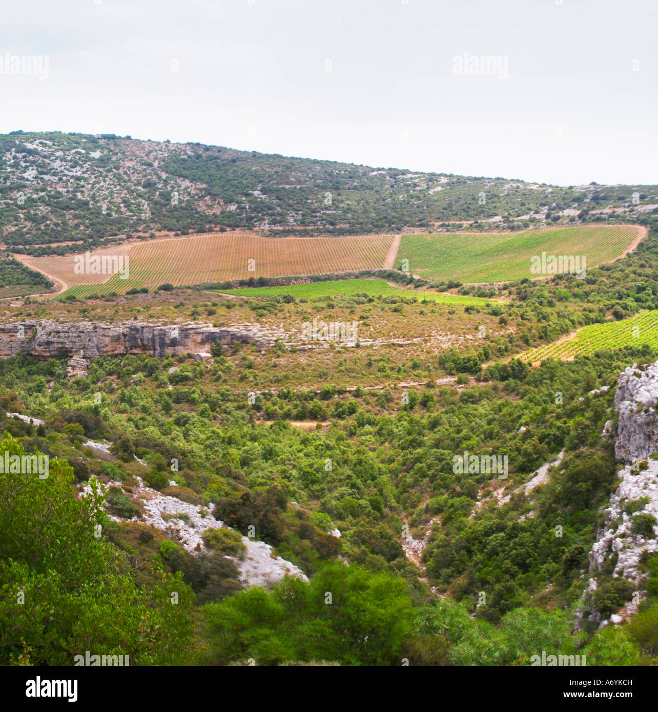 Domaine d'Aupilhac. Montpeyroux. Languedoc. Garrigue undergrowth ...