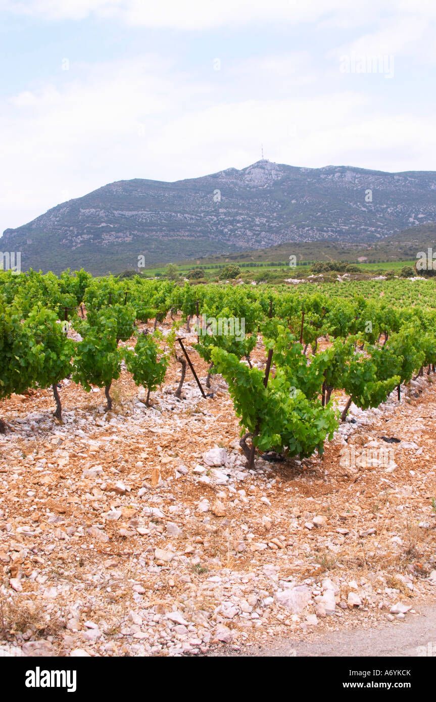 Domaine d'Aupilhac. Montpeyroux. Languedoc. Mont Baudile and the ...