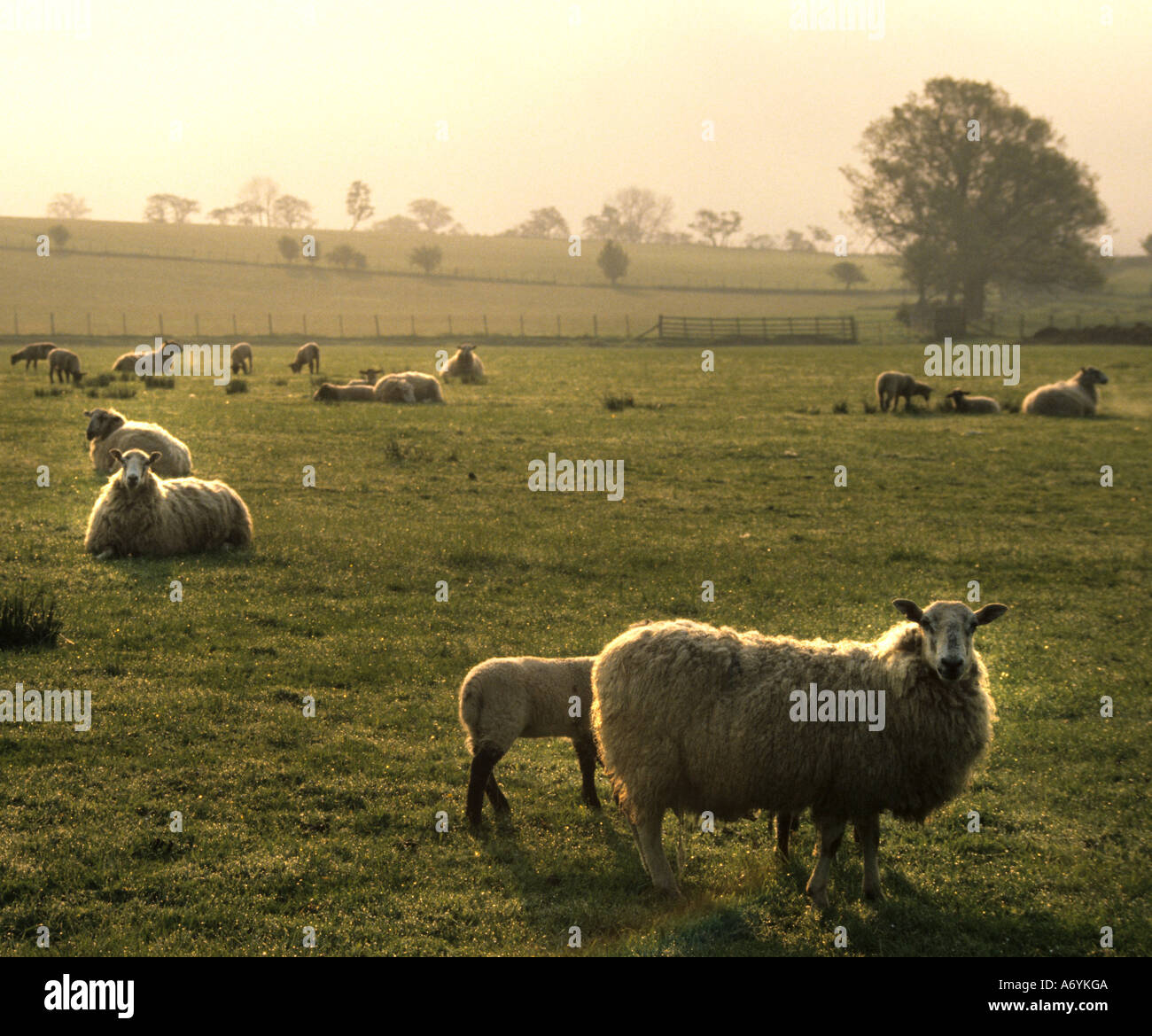Wales farming farmer agriculture landscape sheep Stock Photo - Alamy