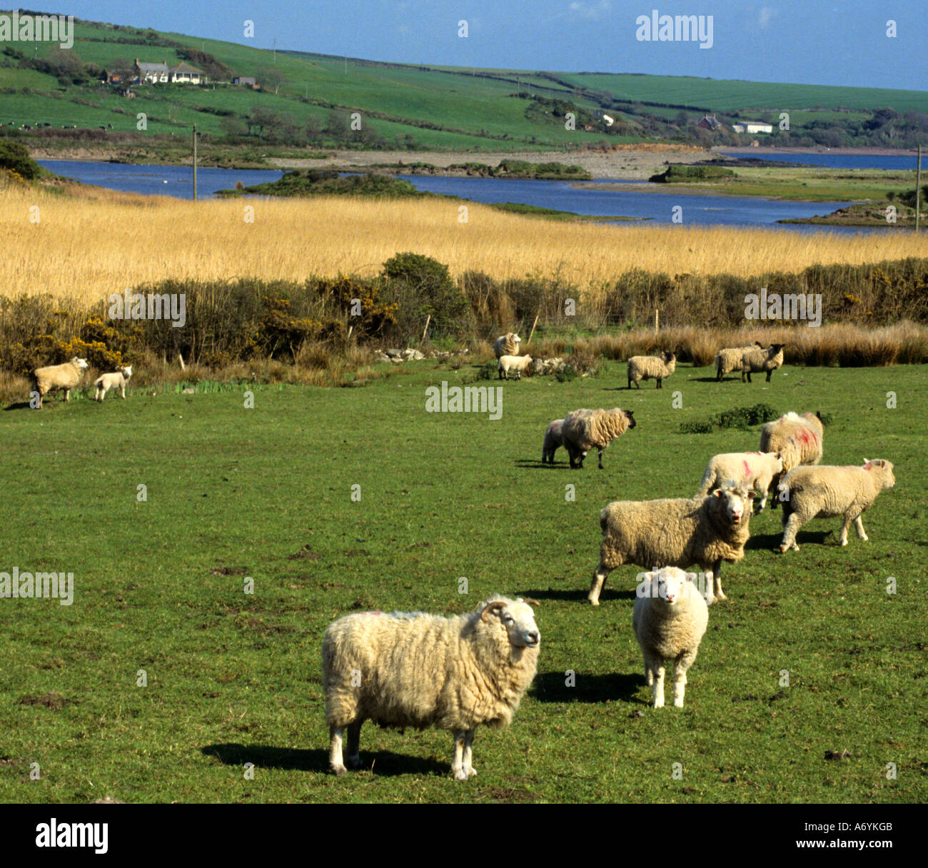 Sheep farming landscape hi-res stock photography and images - Alamy