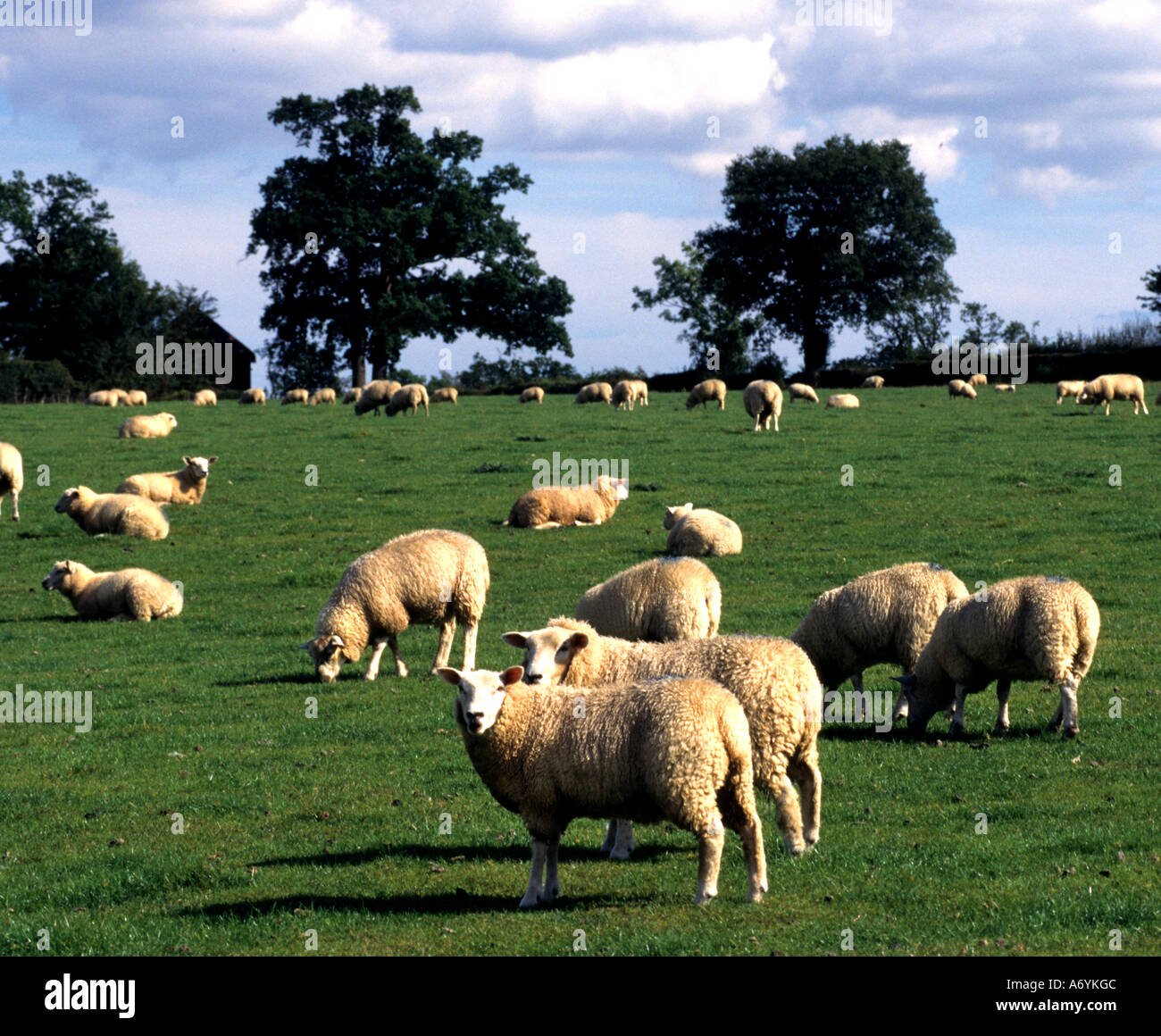 Sheep farming farming hi-res stock photography and images - Alamy