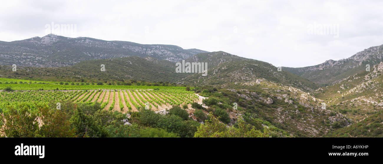 Domaine des Grecaux in St Jean de Fos. Montpeyroux. Languedoc. Garrigue ...