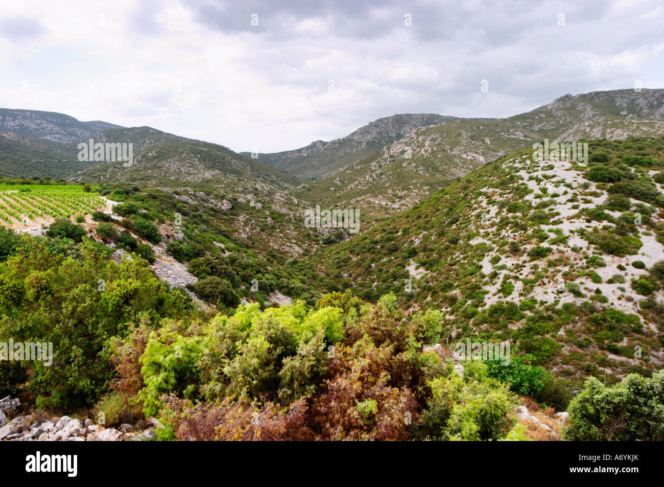 Domaine des Grecaux in St Jean de Fos. Montpeyroux. Languedoc. Garrigue ...