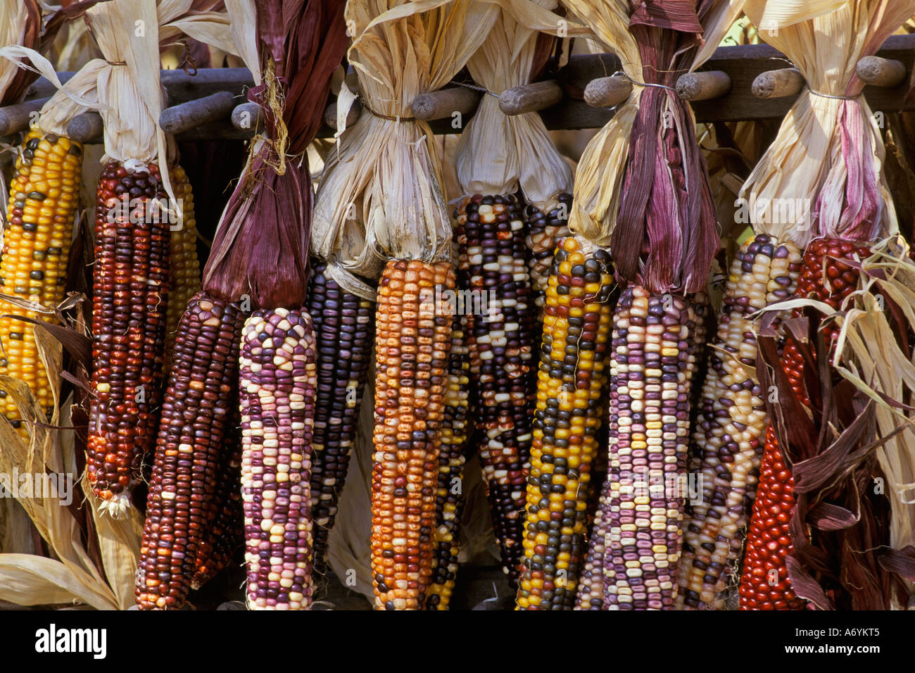 Multi colored decorative Indian corn hangs on rack at roadside stand in ...
