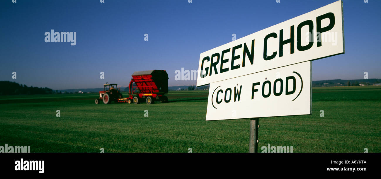 Farmer with tractor harvests Green Chop crop in the Skagit Valley near ...
