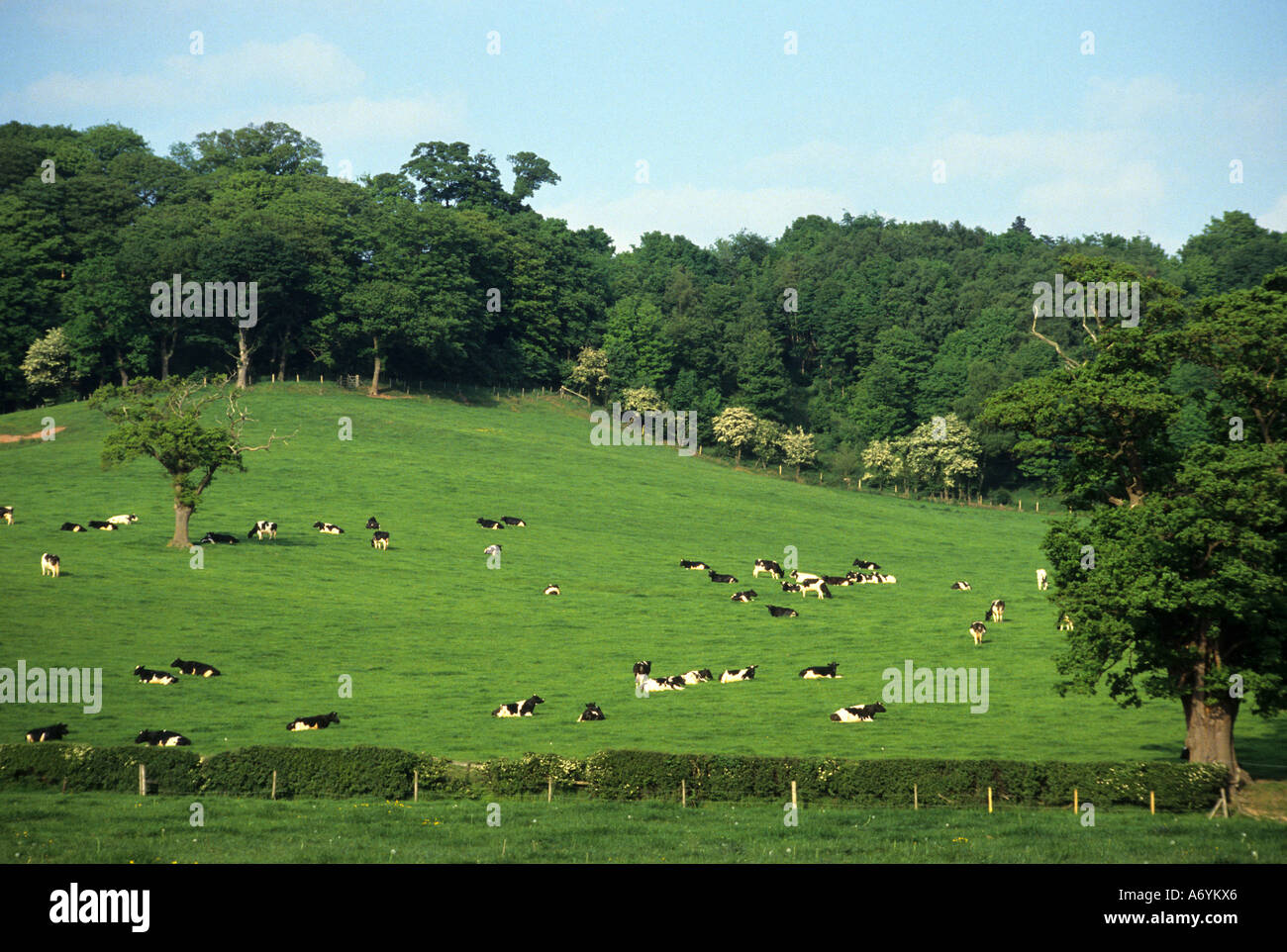 Wales Farm Farms United Kingdom cow cows farming Stock Photo - Alamy