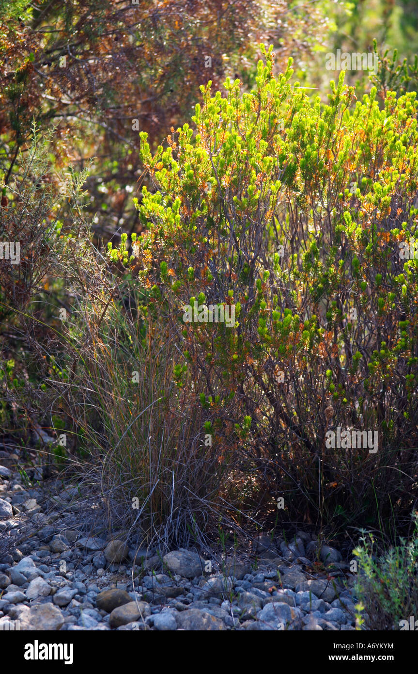 St Pargoire. Languedoc. Garrigue undergrowth vegetation with bushes and ...