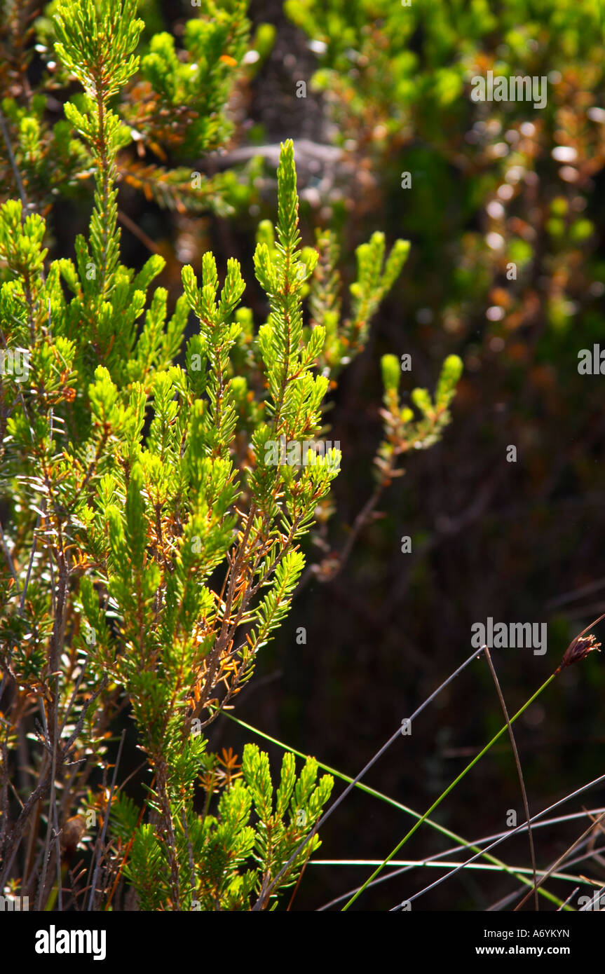 St Pargoire. Languedoc. Garrigue undergrowth vegetation with bushes and ...