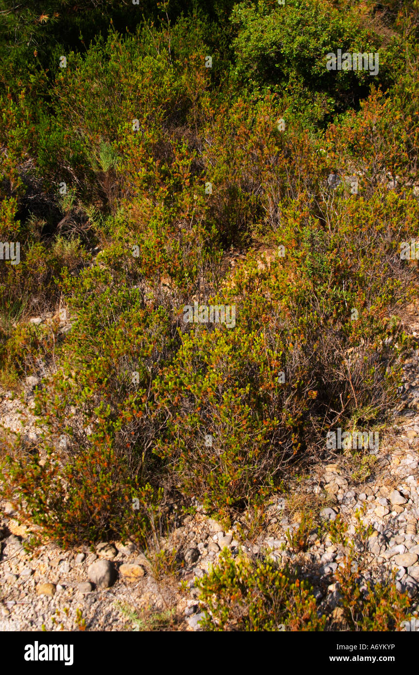 St Pargoire. Languedoc. Garrigue undergrowth vegetation with bushes and ...