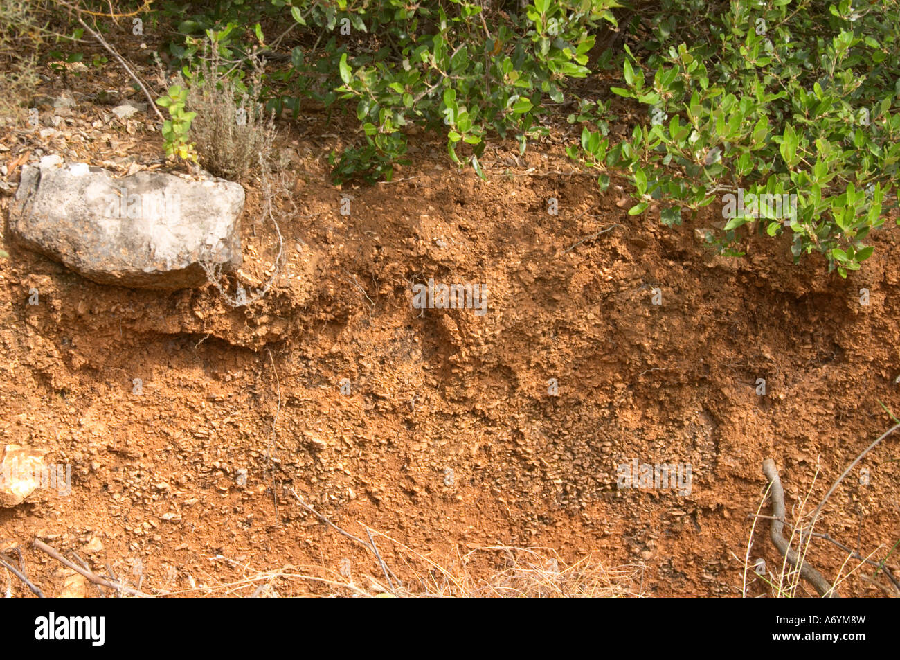 Cross section of the soil hi-res stock photography and images - Alamy