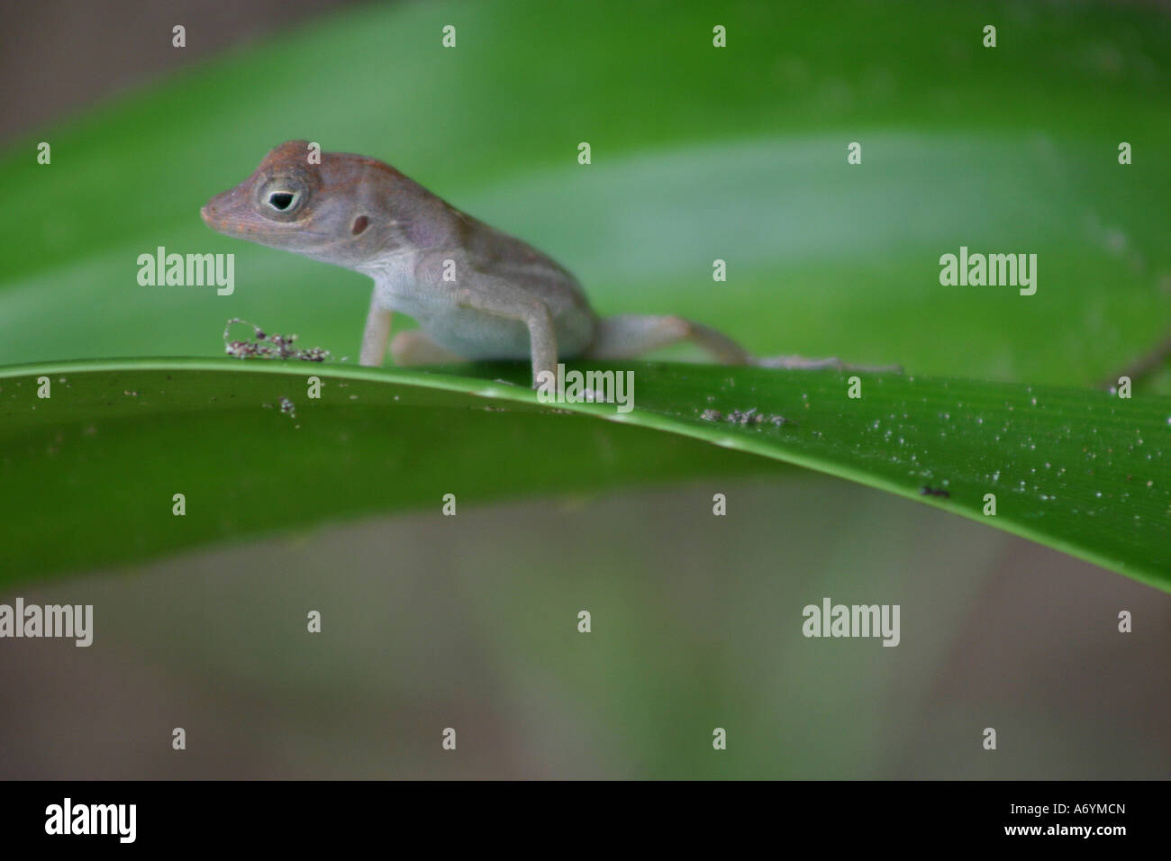 Lizard dominican republic hi-res stock photography and images - Alamy