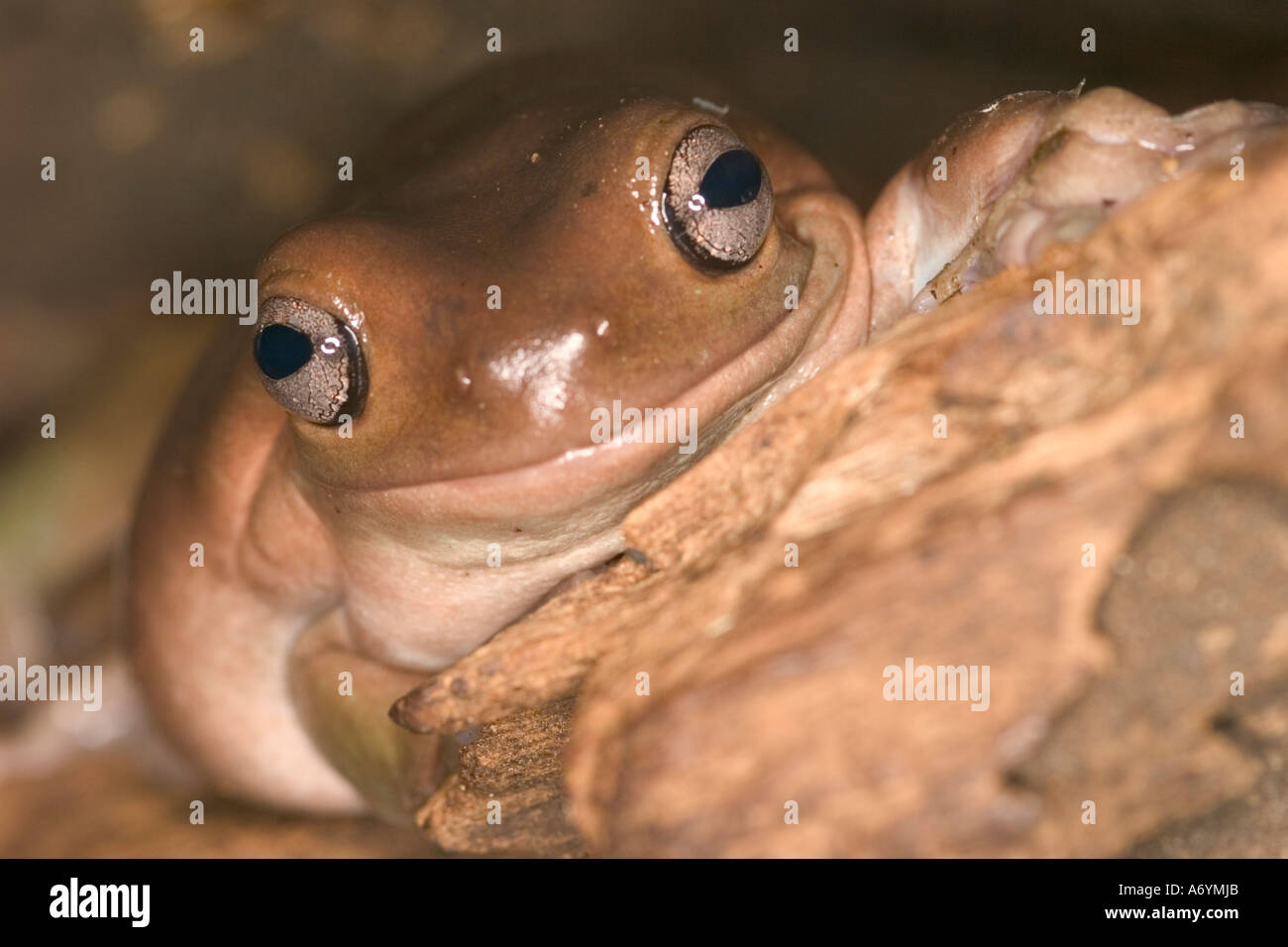 Litoria caerulera hi-res stock photography and images - Alamy