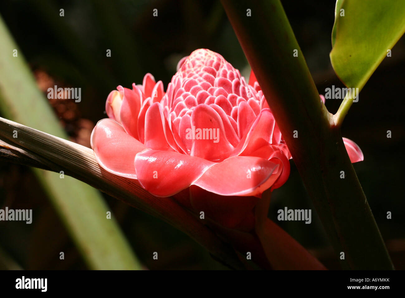 flower with natural illumination, Dominican Republic Stock Photo - Alamy