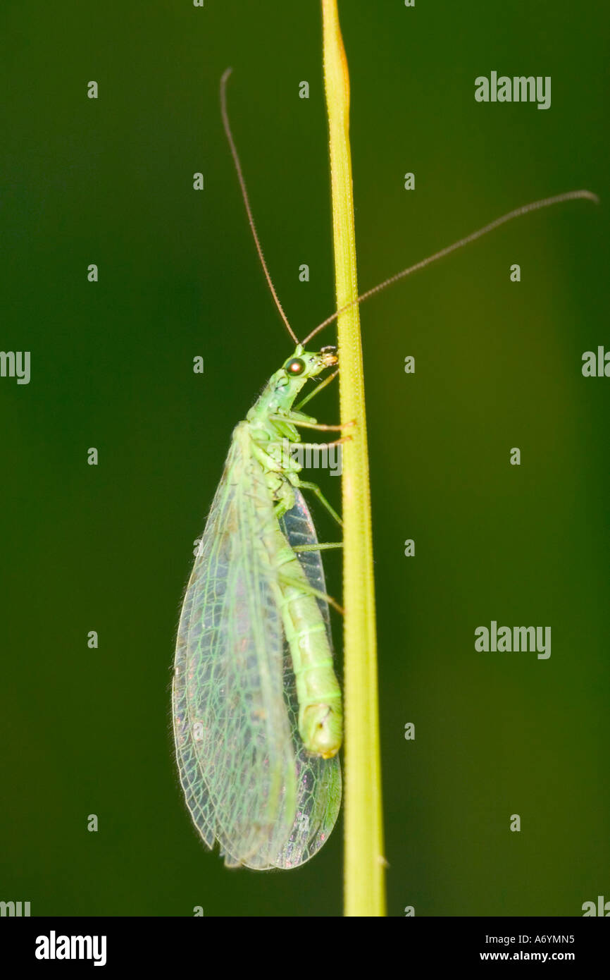 Perla perla hi-res stock photography and images - Alamy