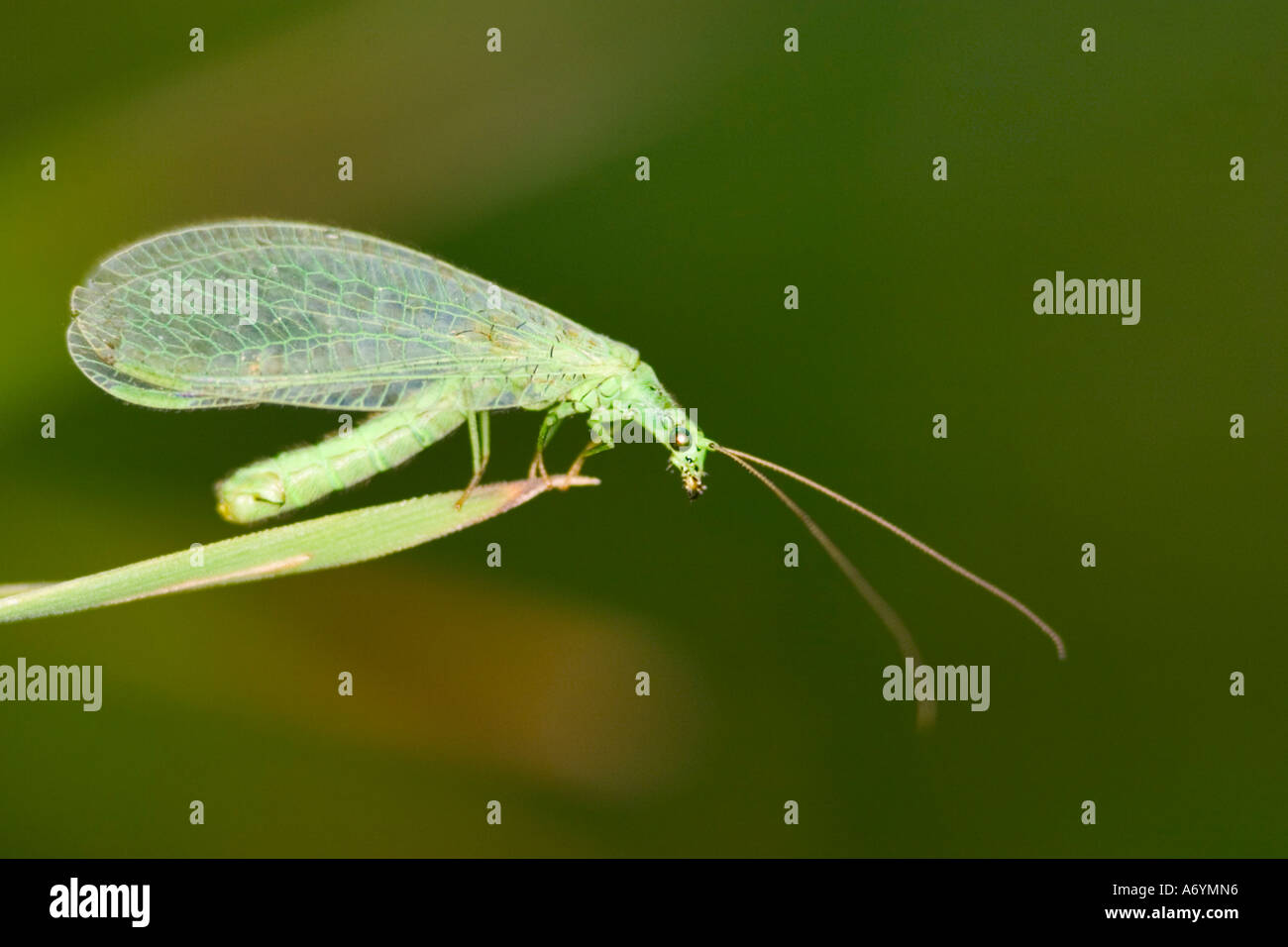 Perla hi-res stock photography and images - Alamy