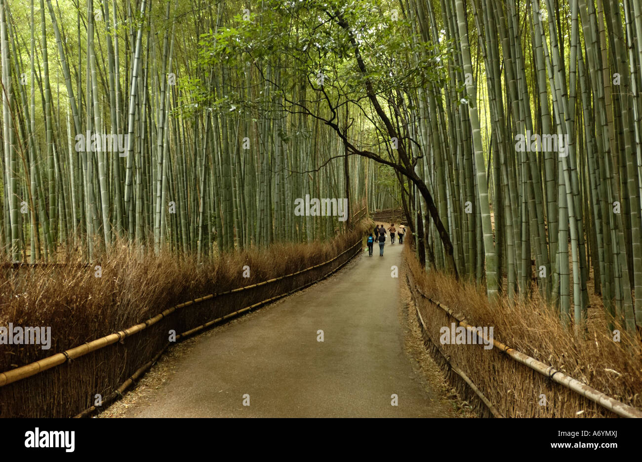 Tenryuji Temple Kyoto Bamboo Forest