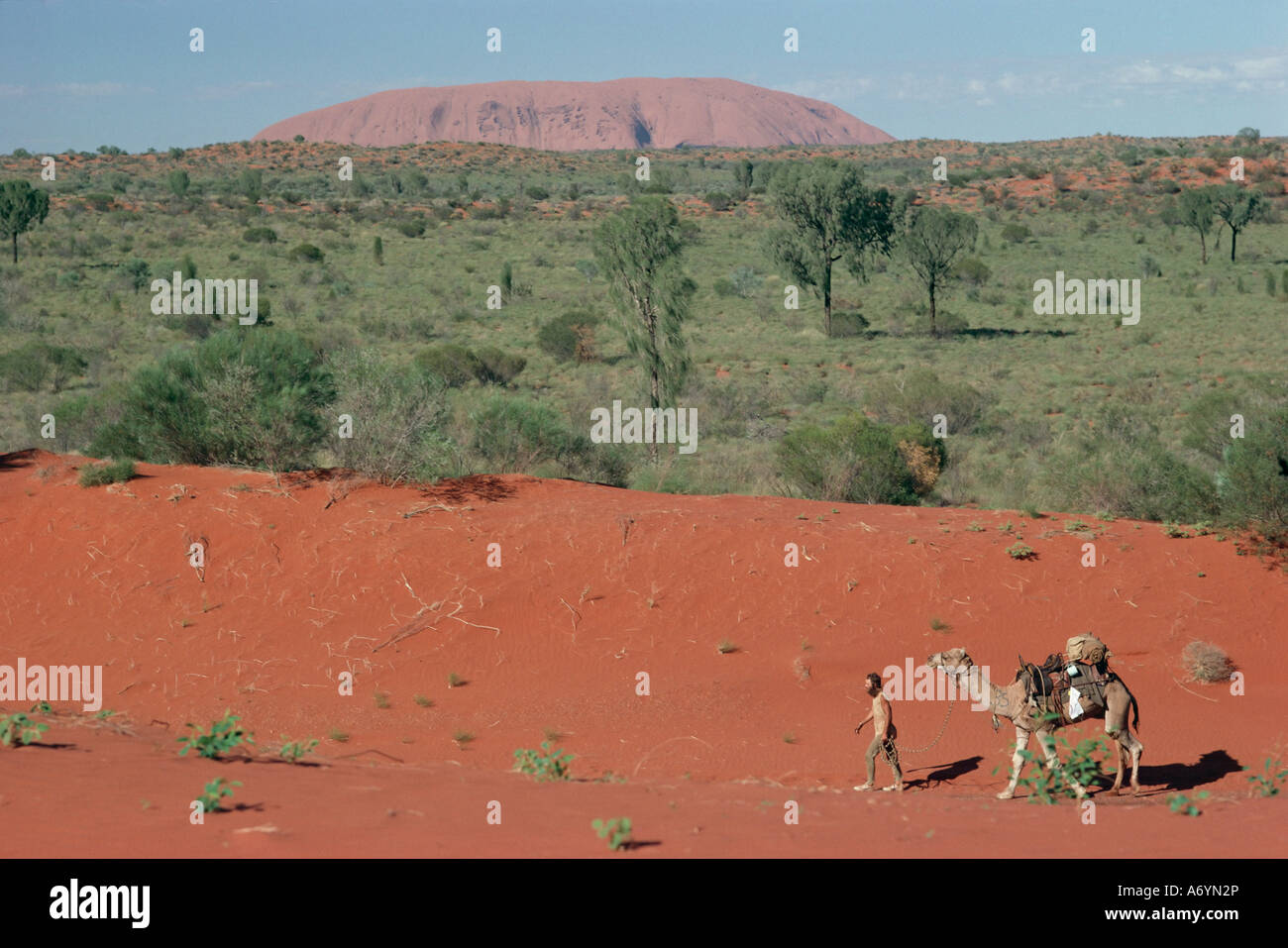 Camels in Central Desert Australia Pacific Stock Photo - Alamy