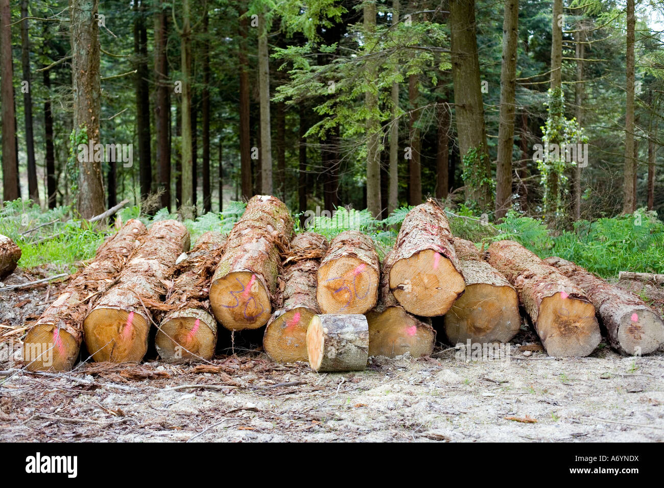 Timber stack in Idless woods, Cornwall Stock Photo - Alamy