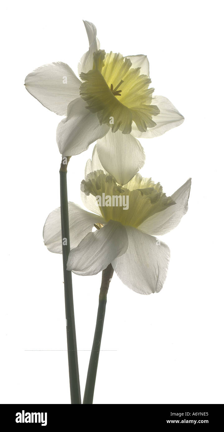 Back lit daffodils hi-res stock photography and images - Alamy