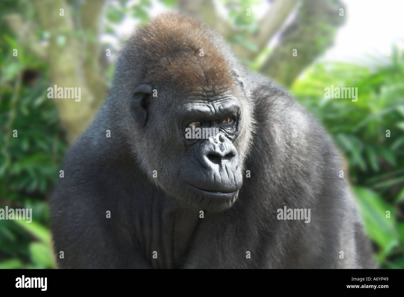 Adult Female Mountain Gorilla Gorilla Stock Photos & Adult Female ...
