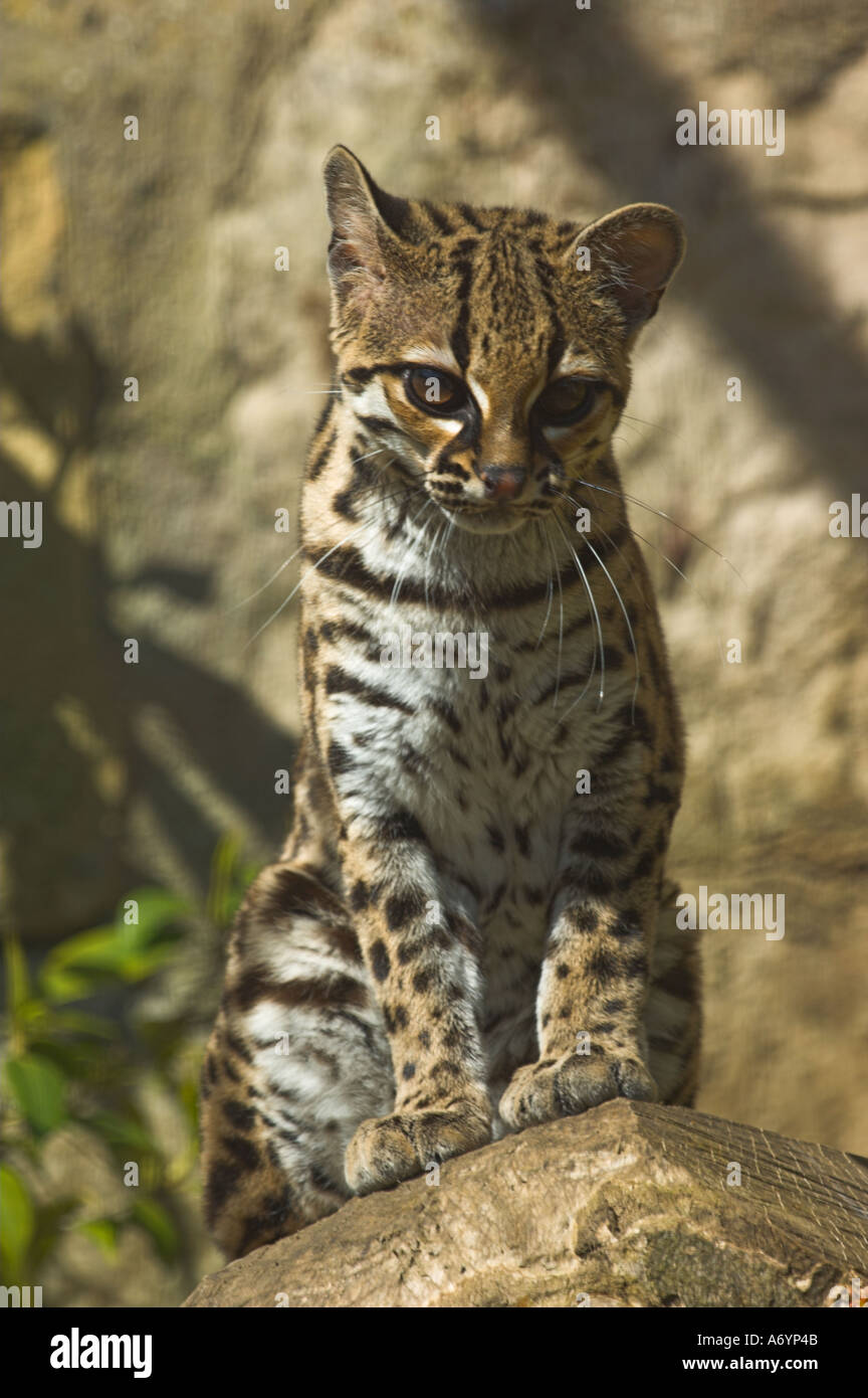 Margay, Leopardus wiedii, a rare South American cat Stock Photo - Alamy